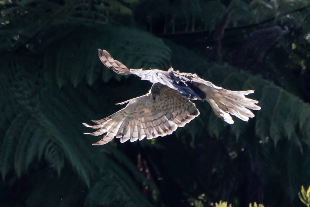 Awaroa Inlet harrier